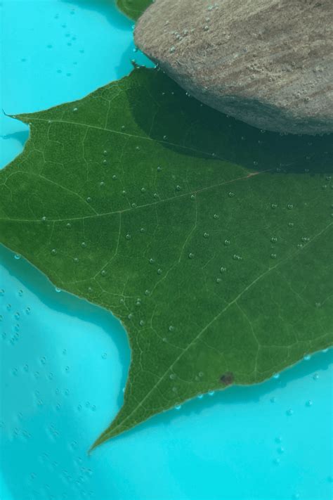 How To Visualize Photosynthesis A Simple Science Experiment Thoughtfully Sustainable