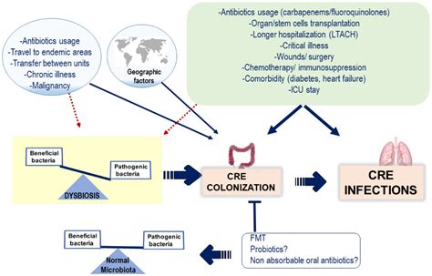 Emerging Superbugs The Threat Of Carbapenem Resistant Enterobacteriaceae
