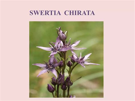 Swertia Chirata Natural Product Of Pharmaceuticals Pptx