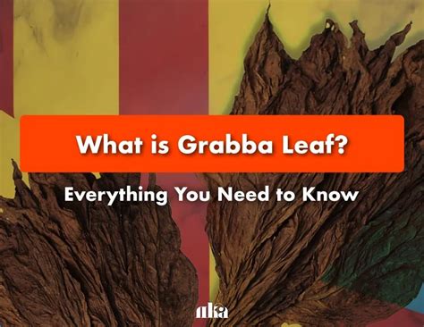 What Is Grabba Leaf Everything You Need To Know