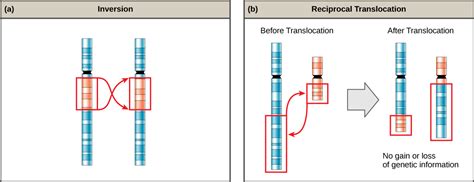 73 Errors In Meiosis Biol1113temp