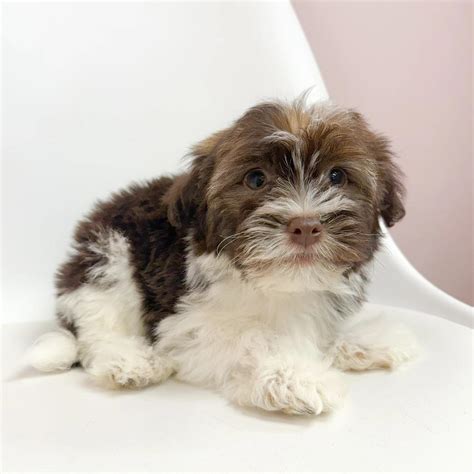 Bella Pooch Found A Home Male Cocker Spaniel Facebook