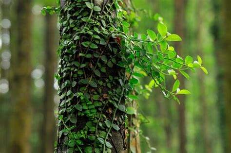 Premium Photo Parasitic Vine Wrapped Around Tree Trunk In Tropical Forest