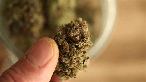 Uncovering The Mysteries Of Indica Weed Why Its The Preferred Strain