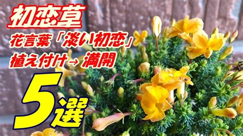 【花】初恋草の育て方・植え付け Youtube