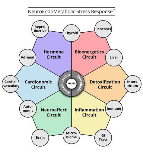 Hypothalamus Hormone