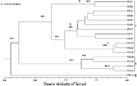 Dendrogram Of Genetic Similarity Of Colletotrichum Spp Based On Rapd