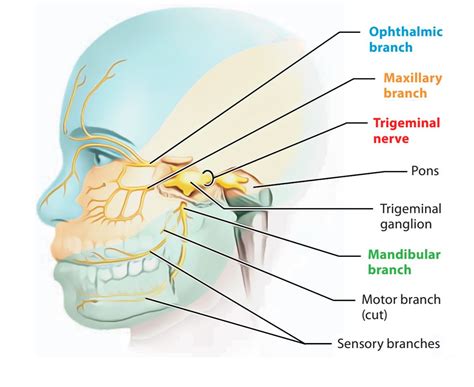 Easy Notes On 【trigeminal Nerve】learn Cranial Nerves Facial Nerve Nerve