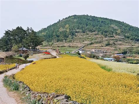 국내 봄 여행지 겹벚꽃부터 유채꽃 명소까지 꽃구경 Best 5bykkday 네이버 블로그