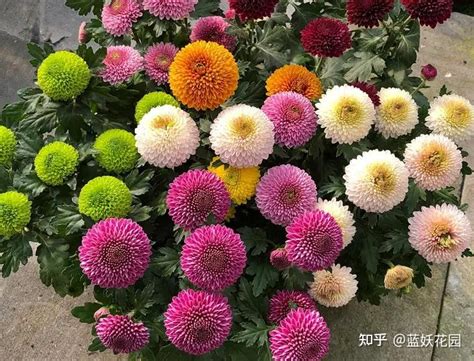 蓝妖盆栽菊花秋天怎么养护给你4条实用建议 知乎