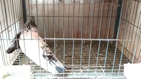 কবুতরগুলোকে নিয়ে আমি আর পারতেছি না Viral কবুতর পালন পদ্ধতি Goat Youtube