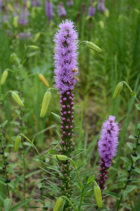 리아트리스 부처꽃 오마이 야생화 콩나물대제국