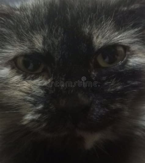 Shaggy Black Long Haired Cockapoo Dog Adoption Photo Stock Image