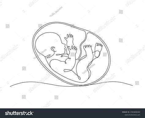 Fetus In Womb Drawing