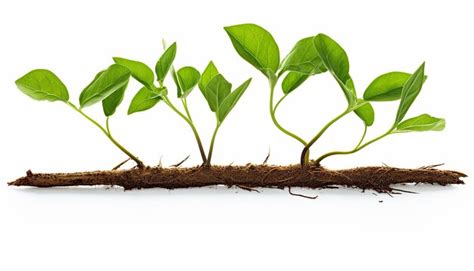 Premium Photo Botanical Symphony Leaf Stem And Root In Elegant