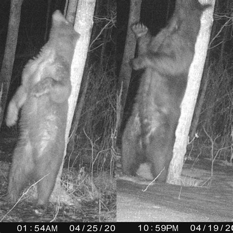 Big Grass Outfitters Latest Hunting And Camp News