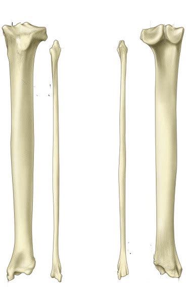 Tibia And Fibula Diagram Quizlet