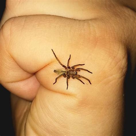 Drassodes Spp Drassodes Bugguidenet