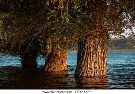 Trees Lake Roots Under Water Branches Stock Photo Shutterstock