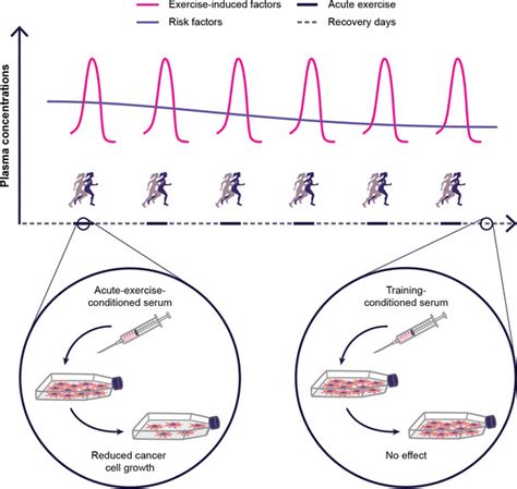 Exercise Training Consists Of Frequent Repeated Bouts Of Acute Download Scientific Diagram