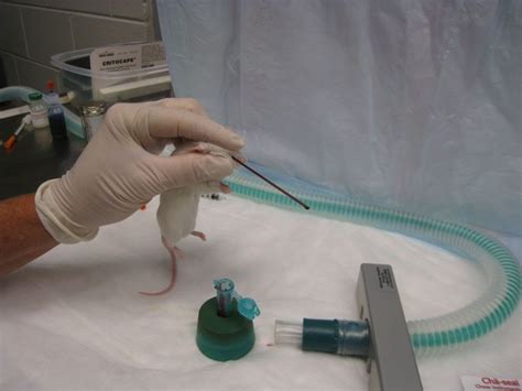 Retrobulbar Injection And Retro Orbital Bleeds University Of South Florida Division Of