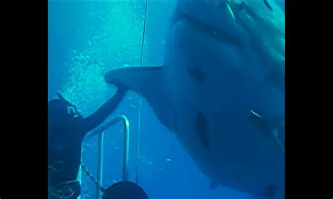 Deep Blue Largest Great White Shark Ever Recorded Back In Spotlight