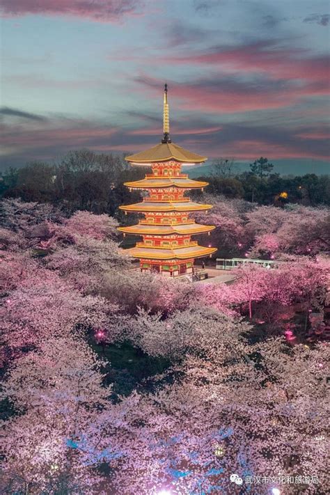 东湖樱花园 樱花林