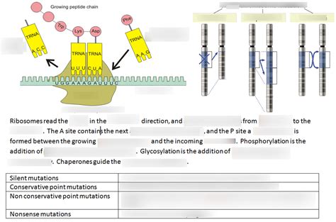 Mcat Biology Slide 22 Diagram Quizlet