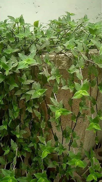 ঘর সাজানোর ঝুলন্ত লতা গাছ Youtube