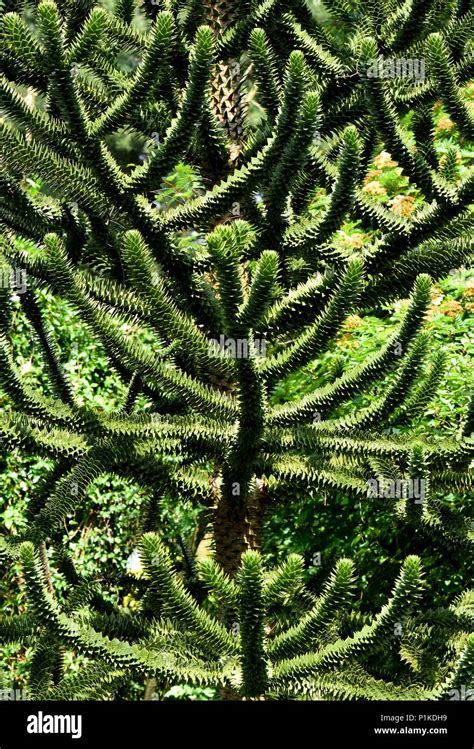 Monkey Puzzle Tree Stock Photo Alamy