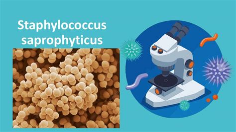 Staphylococcus Saprophyticus Jheniffer Udocz