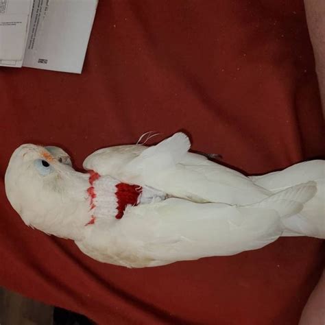 Bird Tuxedo Bird Diaper Bird Flightsuit Bird Costume Tux With Tails Parrot Fashions