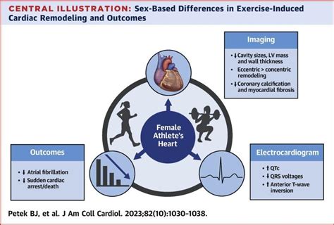 Sara Carbajo Pescador On Linkedin Impact Of Sex On Cardiovascular