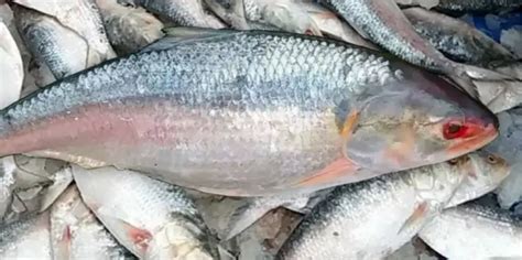Frozen Hilsa Fish At ₹ 1500kg Cuttack Id 2850958170673