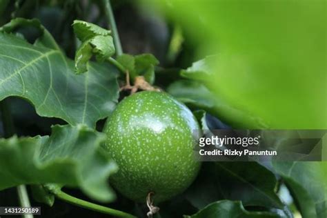 Passion Java Photos And Premium High Res Pictures Getty Images