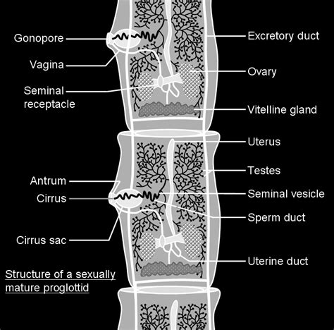 Tapeworm Proglottids