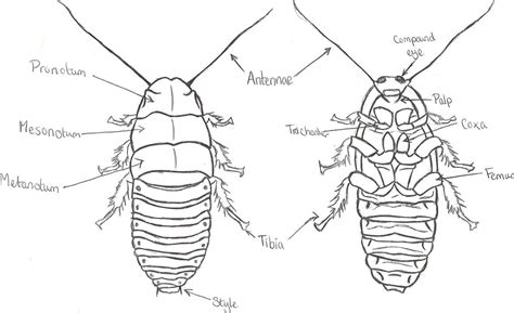 Madagascan Hissing Cockroach By Xred Reaperx On Deviantart