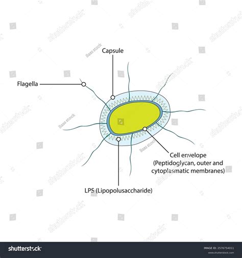 Schematic Illustration Enterobacteriaceae Structure Cell Envelope Stock Vector Royalty Free