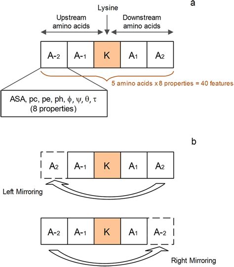 Illustration Of The Arrangement Of Neighboring Amino Acids To The