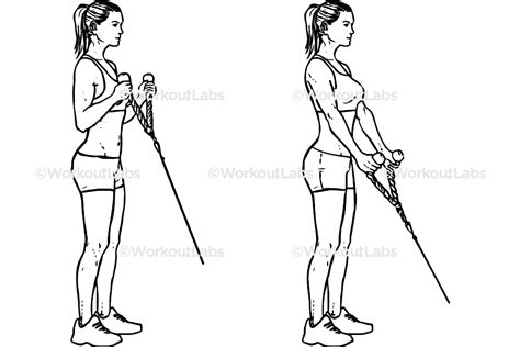 Resistance Band Bicep Curls Workoutlabs Exercise Guide