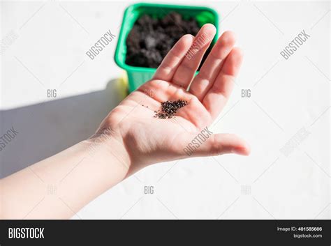 Female Hand Seeding Image Photo Free Trial Bigstock