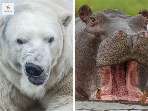 Polar Bear Vs Hippo Who Would Win In A Fight Comparing Size And