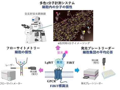 受容体1分子の動きを4色の蛍光色素で同時に観察 薬 プレスリリース・研究成果 東北大学 Tohoku University