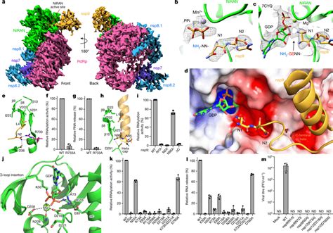 Structural And Genetic Insights Into Rna Capping By The Kinase Download Scientific Diagram