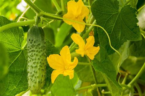 The Cucumber Plant Stages And What To Expect From Them