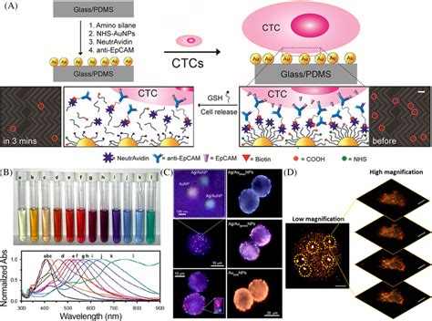 Immunoplasmonic µ‐chips For The Detection And Analysis Of Ctcs A