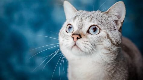 Обвинената в насилие над животни Габриела пишела сценариите в тефтер Новини Woman Bg