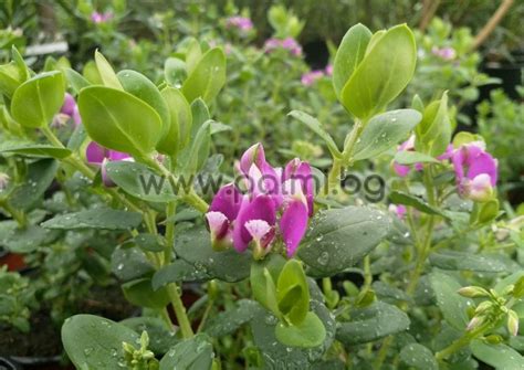 Полигала компактна