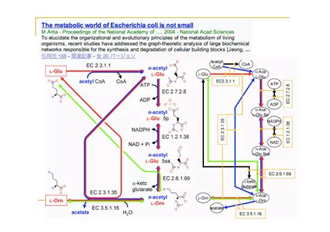 Metabolic Network Analysis Pdf Biological Sciences Science