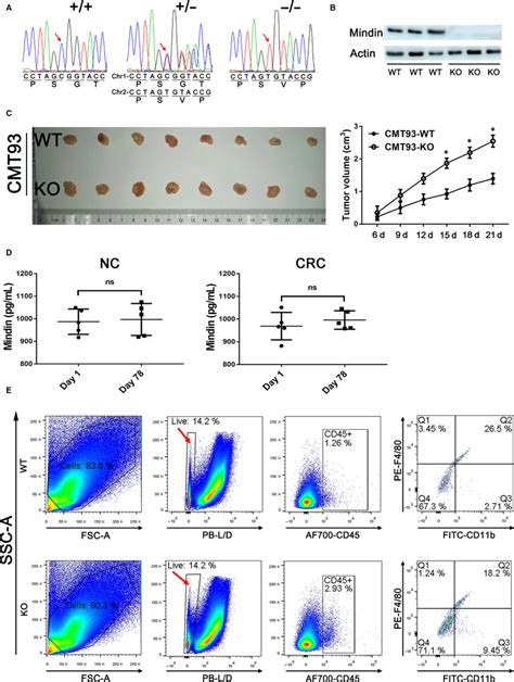 A Sequencing Chromatograms Show The Nucleotide Mutation Of Mindin−−